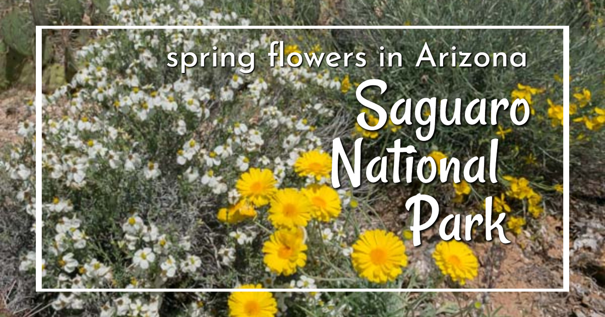 Spring flowers in Saguaro National Park, Arizona - Exploration Vacation