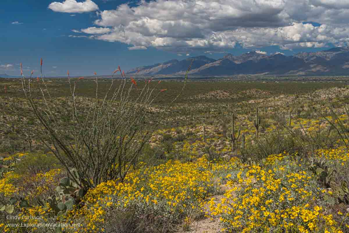 Spring flowers in Saguaro National Park, Arizona - Exploration Vacation