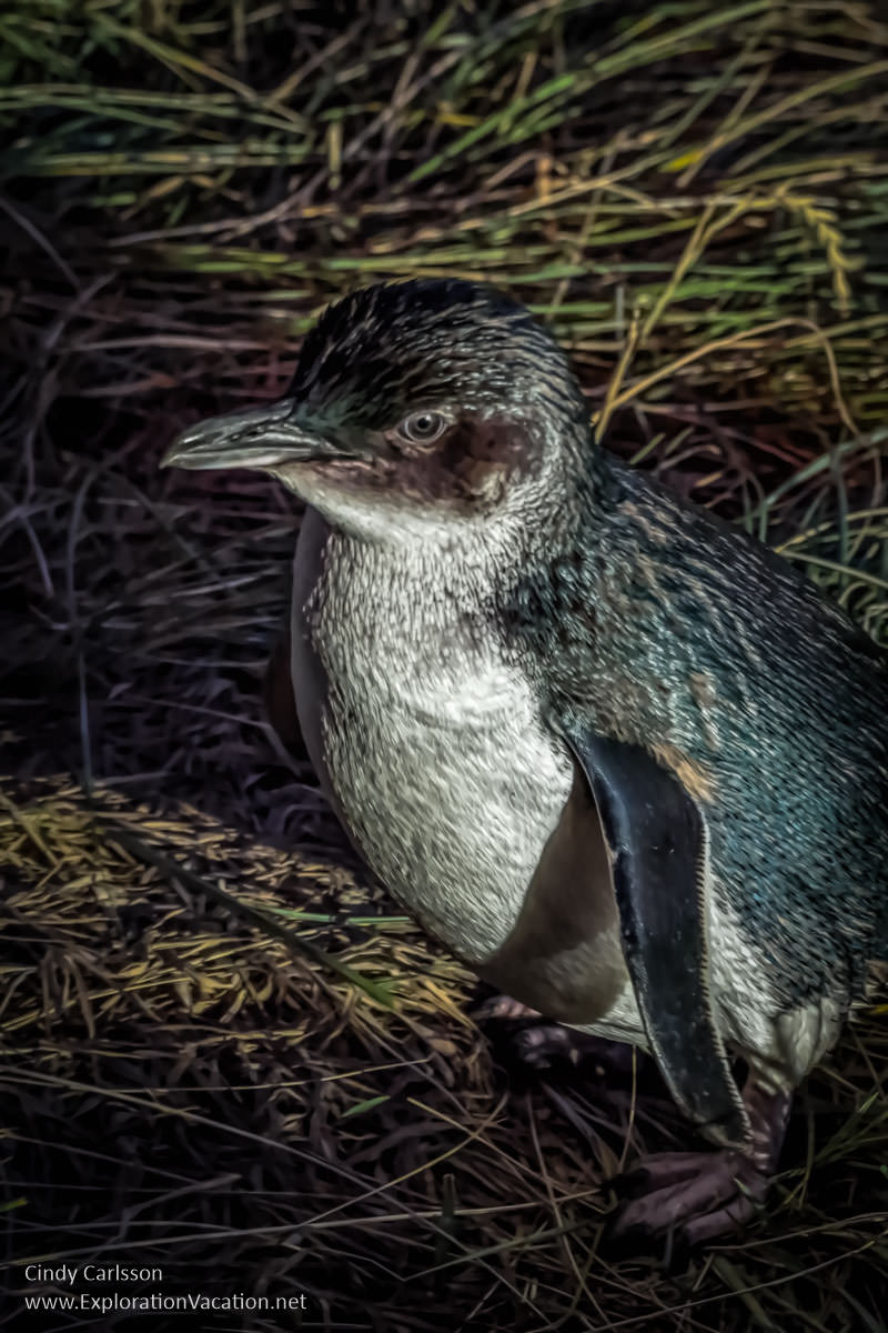 An evening with New Zealand’s little blue penguins - Exploration Vacation