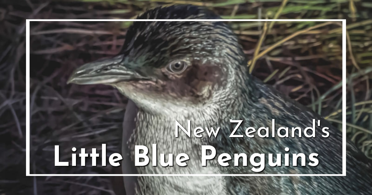 An evening with New Zealand’s little blue penguins - Exploration Vacation