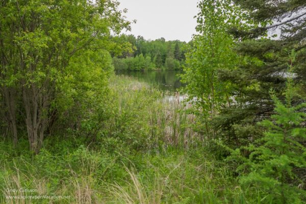 Discover carnivorous plants and more in Minnesota’s Big Bog ...