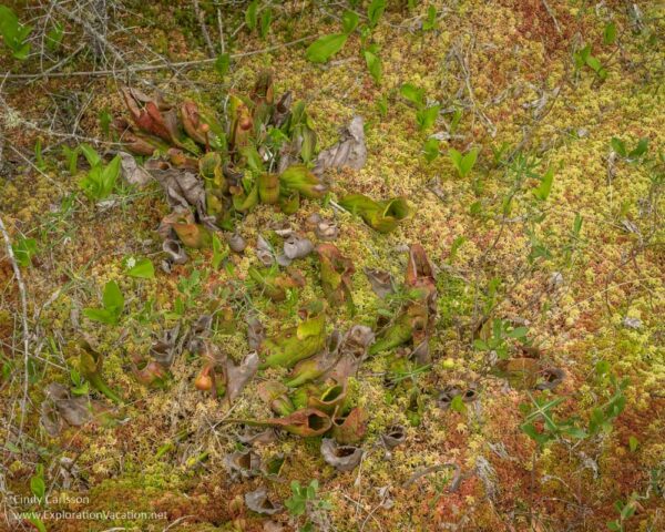 Discover carnivorous plants and more in Minnesota’s Big Bog ...