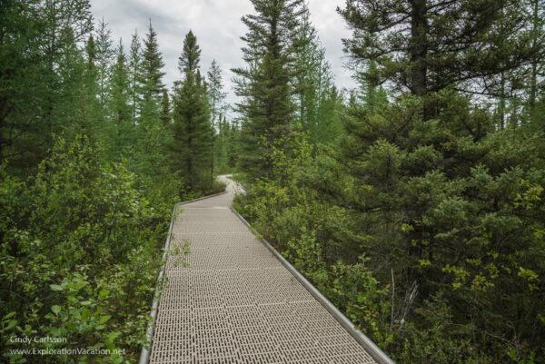 Discover carnivorous plants and more in Minnesota’s Big Bog ...