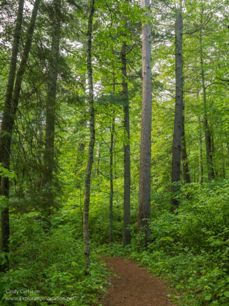 The pines that got away: Minnesota’s Lost Forty - Exploration Vacation