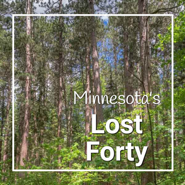 The pines that got away: Minnesota’s Lost Forty - Exploration Vacation