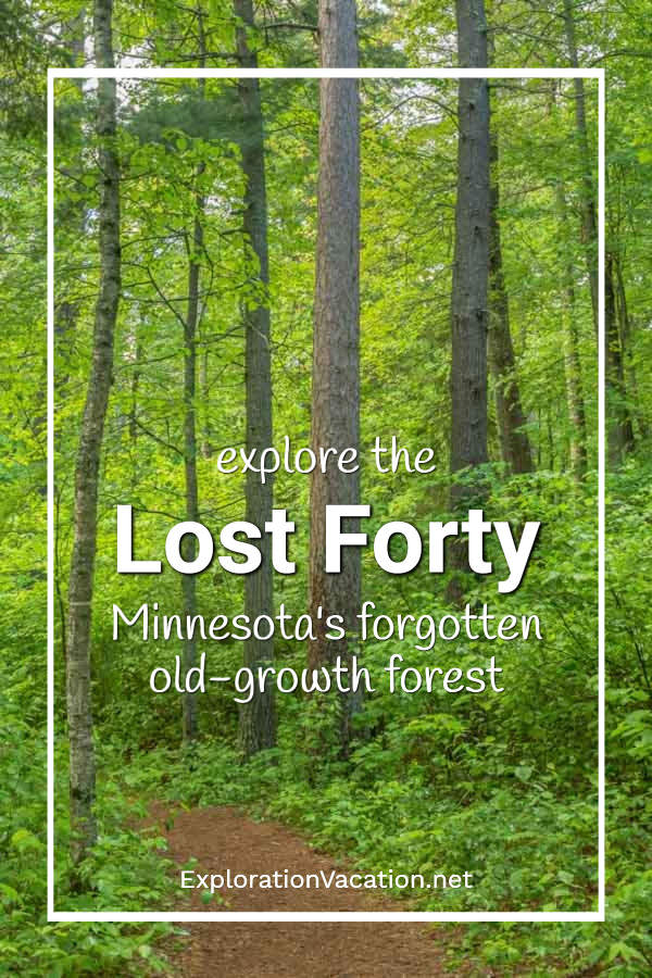 The pines that got away: Minnesota’s Lost Forty - Exploration Vacation