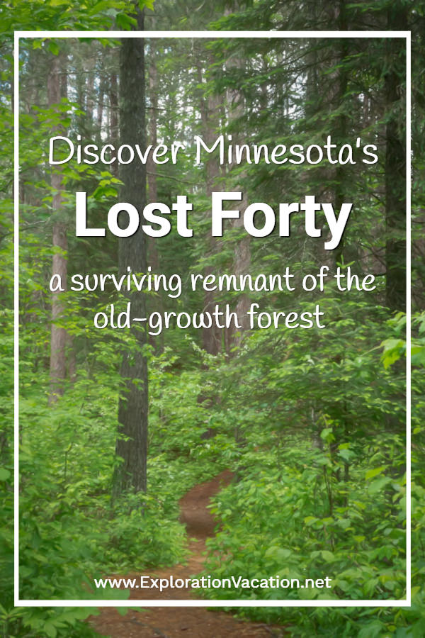 The pines that got away: Minnesota’s Lost Forty - Exploration Vacation