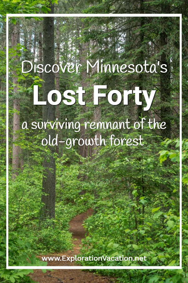 The pines that got away: Minnesota’s Lost Forty - Exploration Vacation