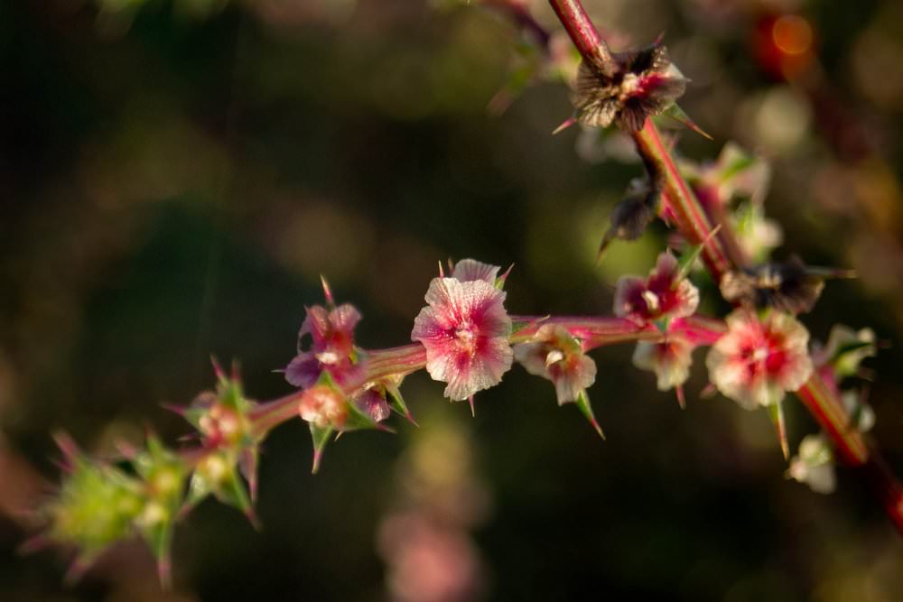 Holiday fun at the Chandler tumbleweed Christmas tree near Phoenix ...