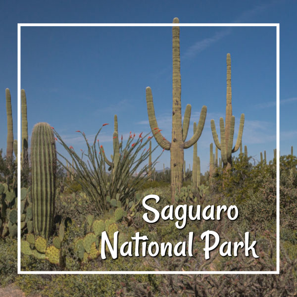 Spring flowers in Saguaro National Park, Arizona - Exploration Vacation