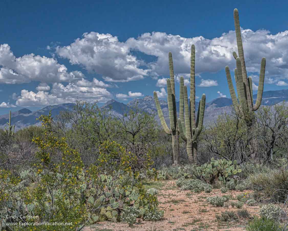 Saguaro National Park: Two great Arizona parks in one - Exploration ...