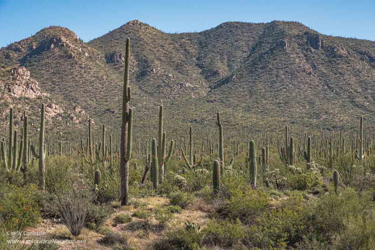 Saguaro National Park: Two great Arizona parks in one - Exploration ...