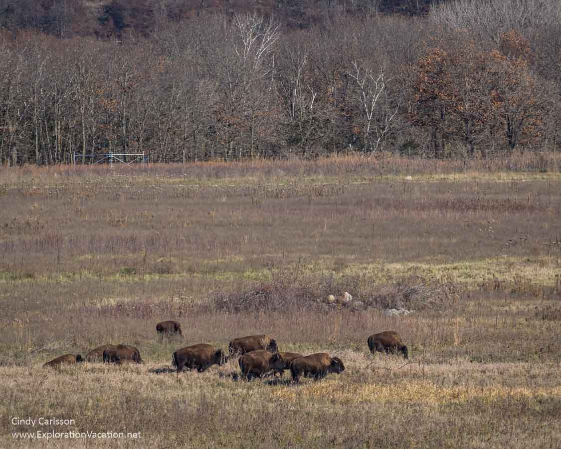 From waterfalls to bison at Minneopa State Park, Minnesota ...