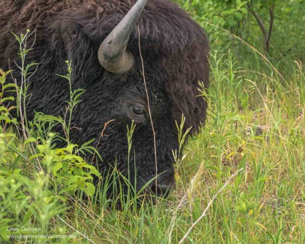 From waterfalls to bison at Minneopa State Park, Minnesota ...