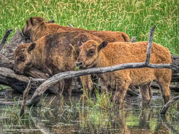 From waterfalls to bison at Minneopa State Park, Minnesota ...