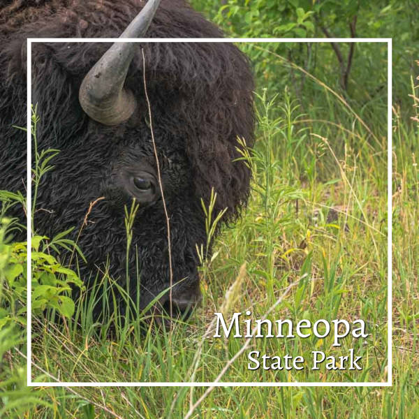 From waterfalls to bison at Minneopa State Park, Minnesota ...