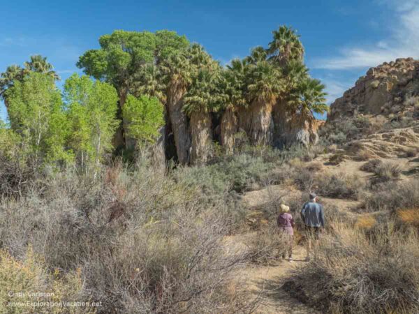 Joshua Tree National Park: Explore an otherworldly California landscape ...