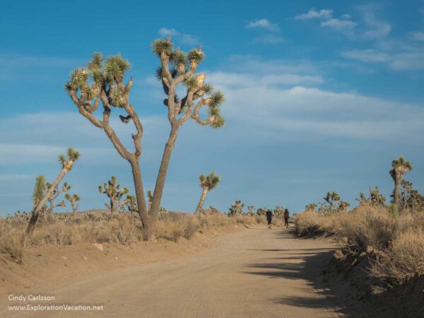 Joshua Tree National Park: Explore an otherworldly California landscape ...
