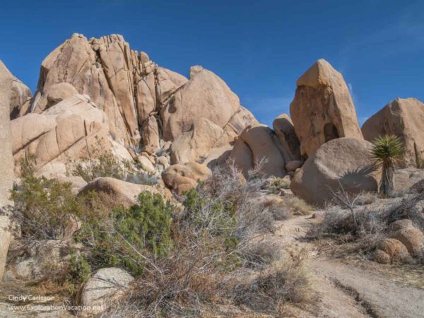 Joshua Tree National Park: Explore an otherworldly California landscape ...
