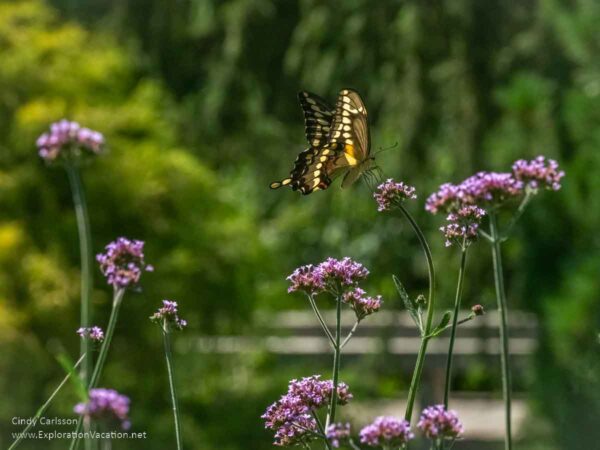 Reciprocal garden admissions: One membership for 100s of North American ...