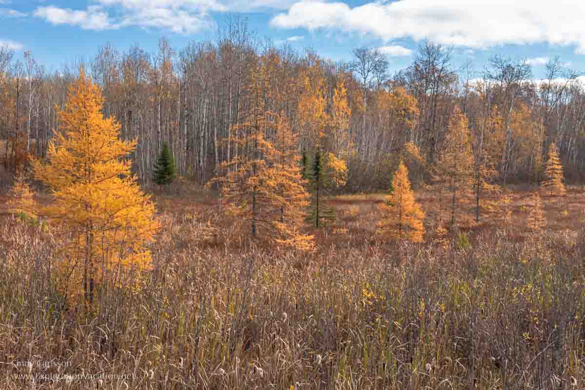 Edge of the Wilderness Scenic Byway (Northern Minnesota’s best fall drive?) - Exploration Vacation