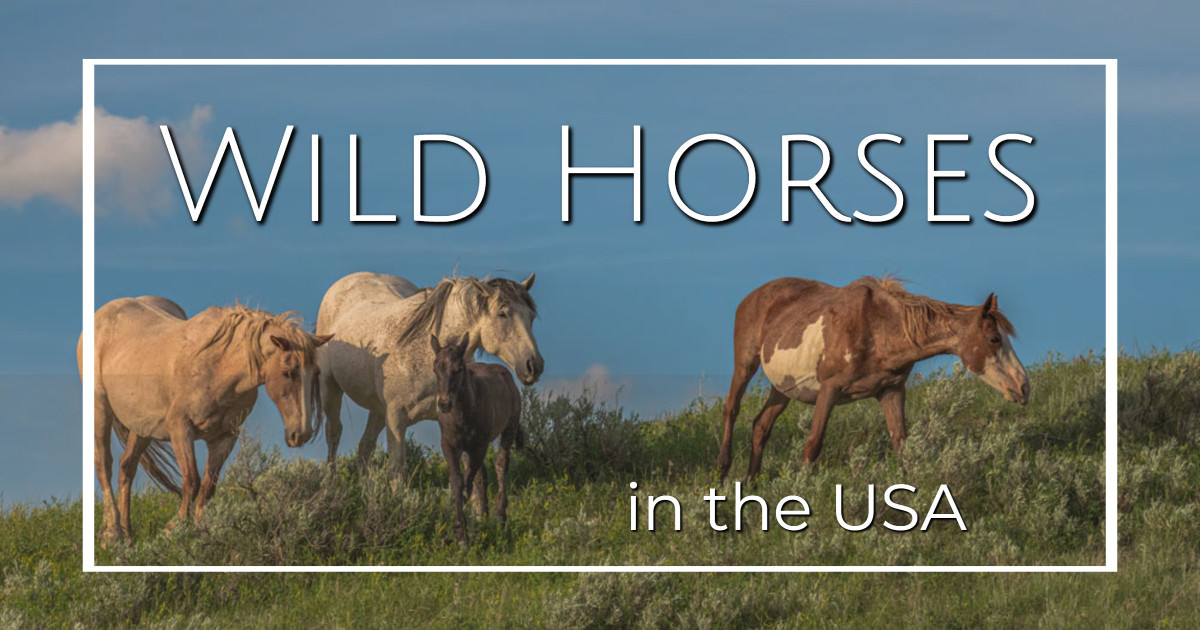 The best places to see wild horses in the USA - Exploration Vacation