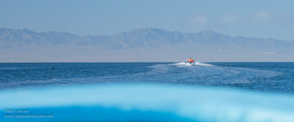 Petting whales in Mexico - Exploration Vacation