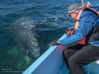 Petting whales in Mexico - Exploration Vacation