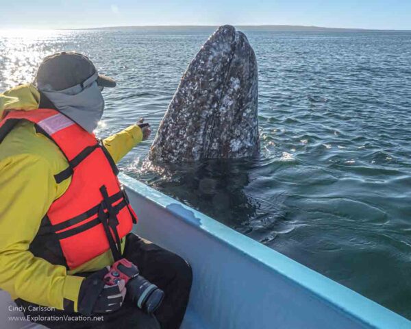Petting whales in Mexico - Exploration Vacation