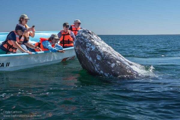 Petting whales in Mexico - Exploration Vacation