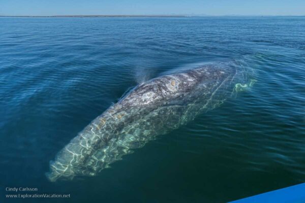 Petting whales in Mexico - Exploration Vacation