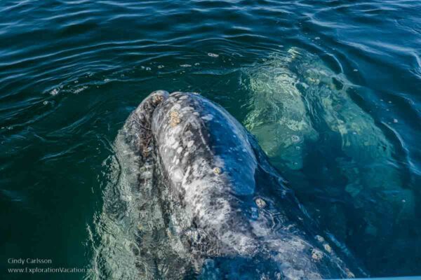 Petting whales in Mexico - Exploration Vacation