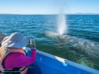 Petting whales in Mexico - Exploration Vacation