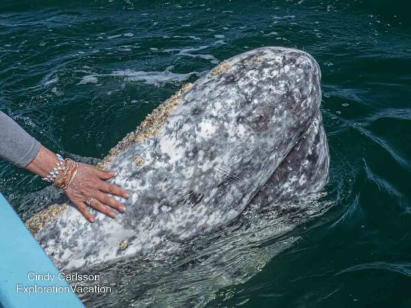 Petting whales in Mexico - Exploration Vacation