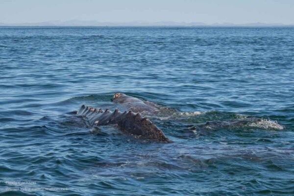 Petting whales in Mexico - Exploration Vacation