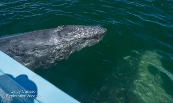 Petting whales in Mexico - Exploration Vacation