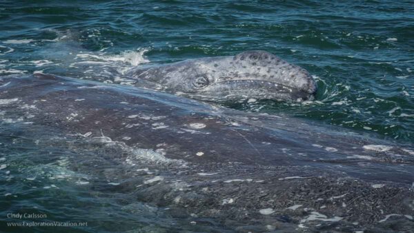 Petting whales in Mexico - Exploration Vacation
