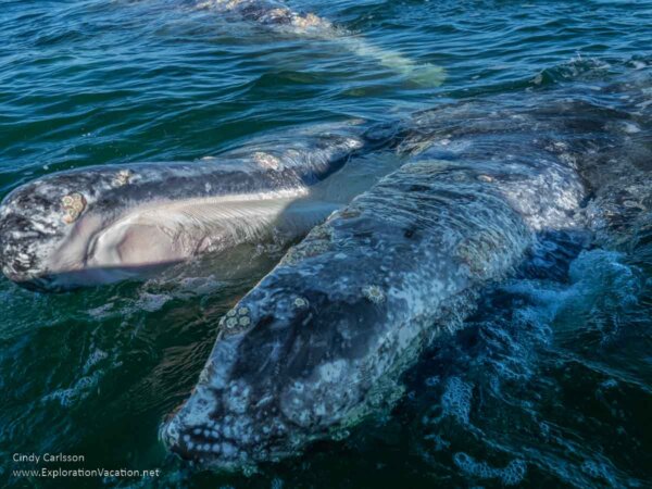 Petting whales in Mexico - Exploration Vacation