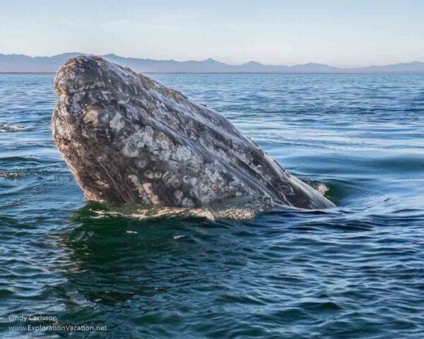 Petting whales in Mexico - Exploration Vacation