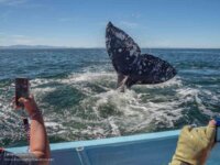Petting whales in Mexico - Exploration Vacation