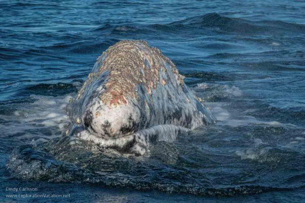 Petting whales in Mexico - Exploration Vacation