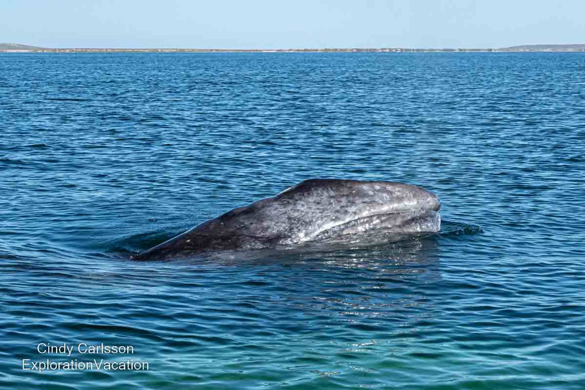 Petting whales in Mexico - Exploration Vacation