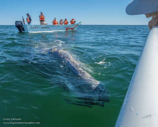 Petting whales in Mexico - Exploration Vacation