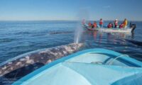 Petting whales in Mexico - Exploration Vacation