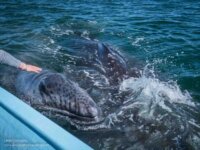 Petting whales in Mexico - Exploration Vacation