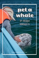 Petting whales in Mexico - Exploration Vacation