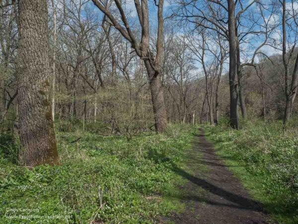Savor spring flowers in Carley State Park, Minnesota - Exploration Vacation
