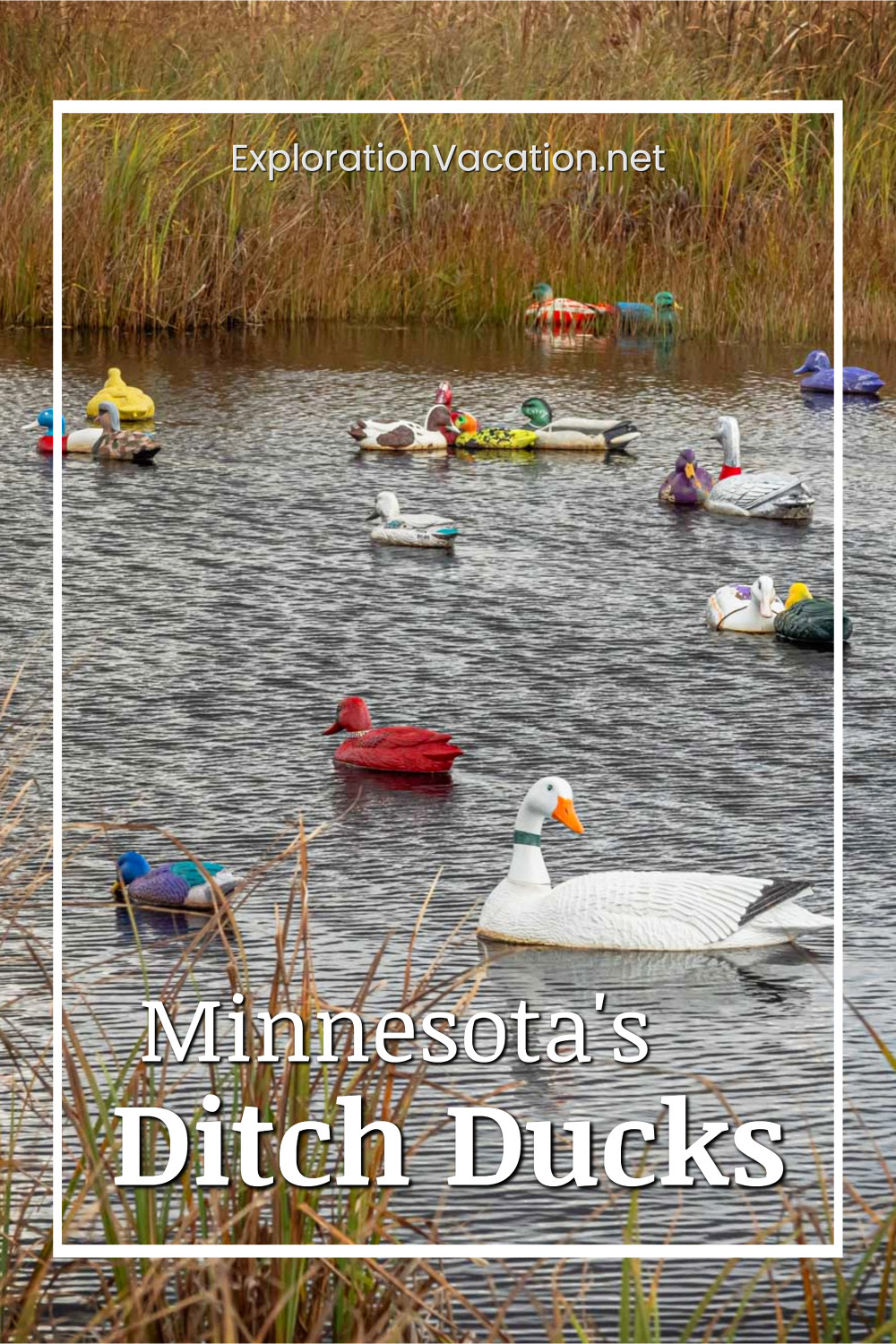 The Highway 65 Ditch Ducks: Minnesota’s most colorful waterfowl ...