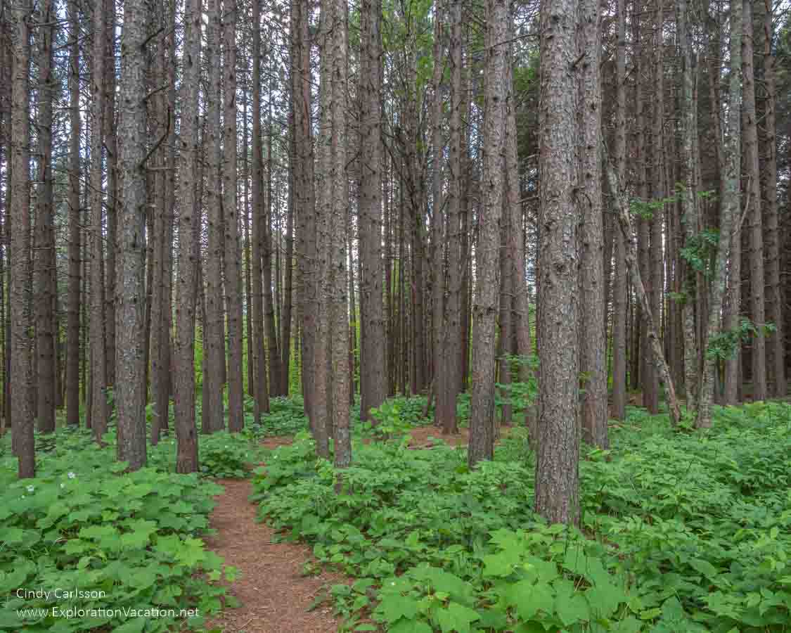 Discover Iona's Beach (Minnesota's pink beach also sings) - Exploration ...