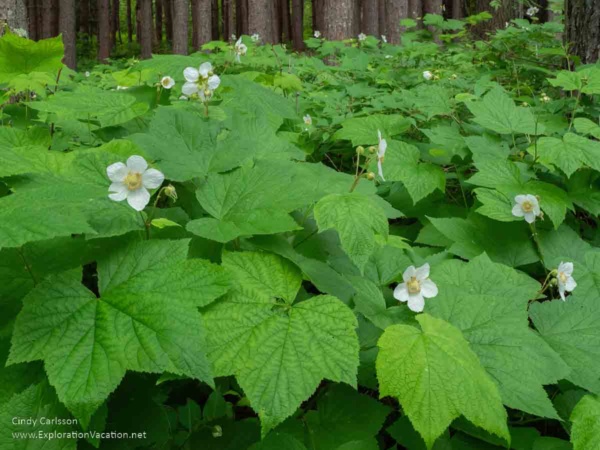 Discover Iona's Beach (Minnesota's pink beach also sings) - Exploration ...